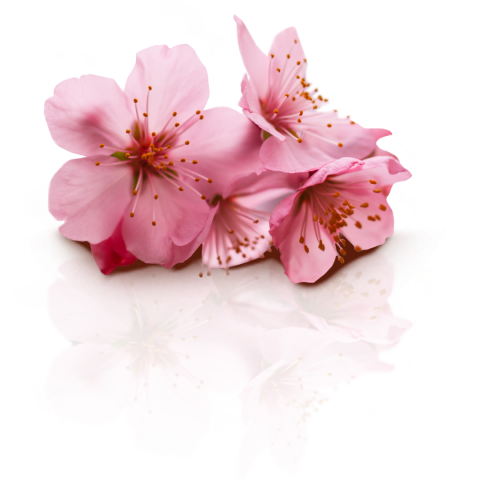 Karakteristikat - Uji Mida